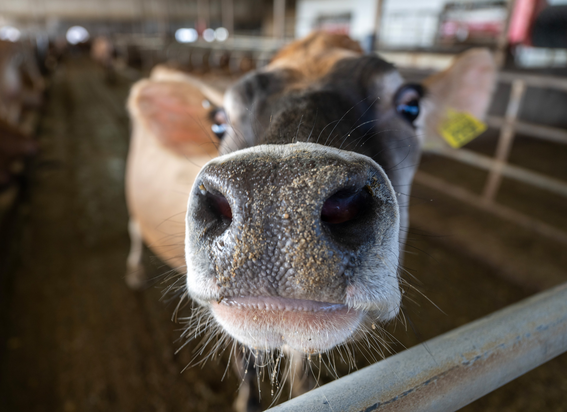 About Jersey Cows | Cinnamon Ridge Dairy Farm