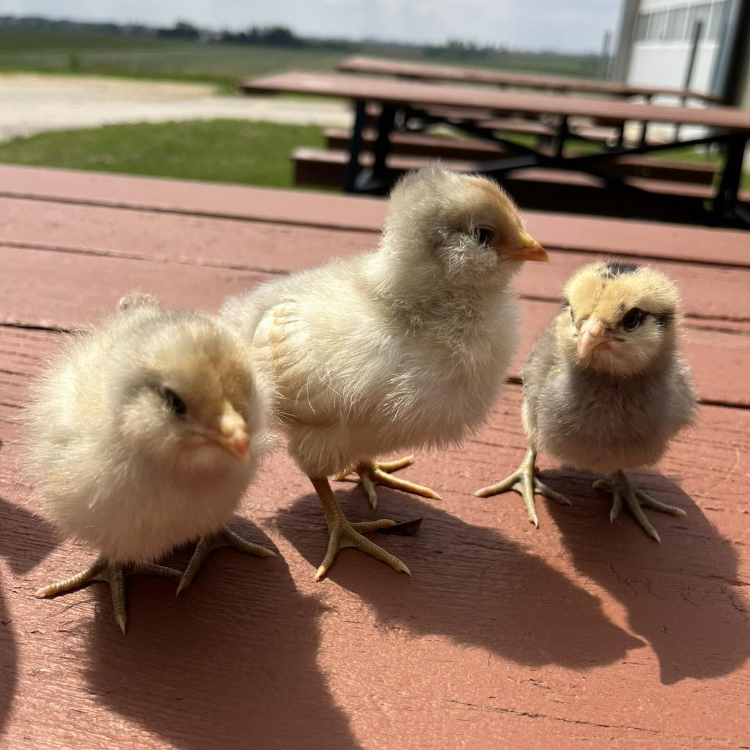 Youth Tours | Cinnamon Ridge Dairy Farm